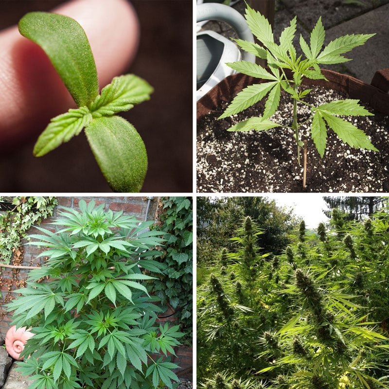 4 phases of Marijuana plant growth