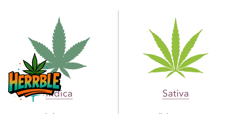 Indica vs. Sativa: What's the Difference?